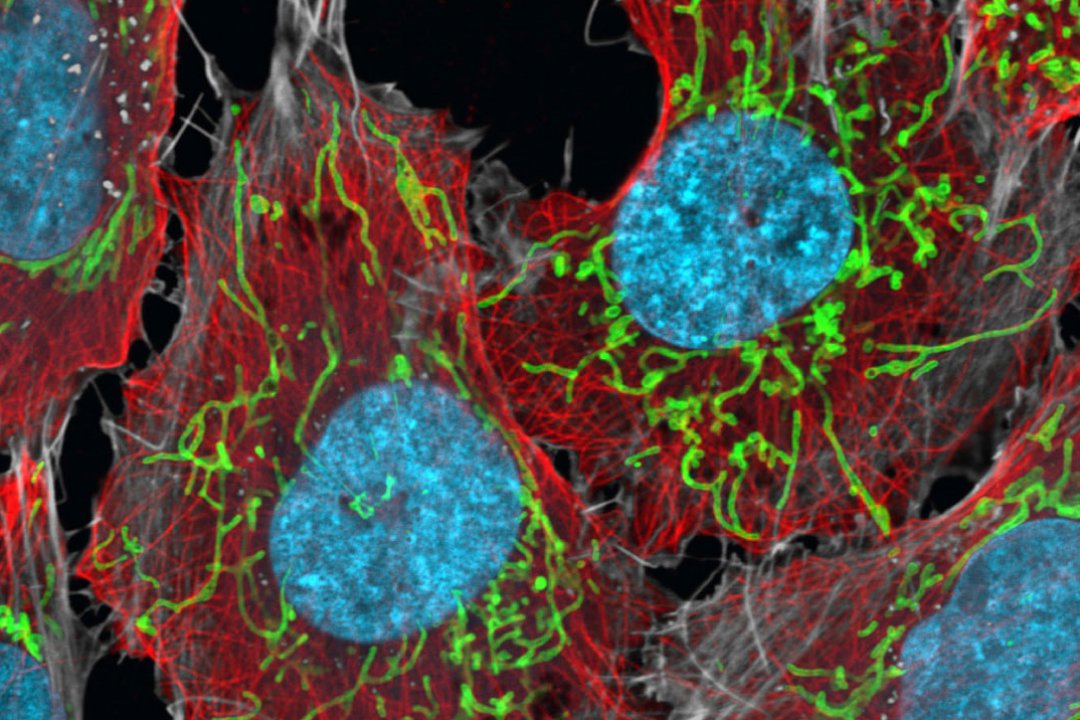 GATTAquant DNA Nanotechnologies - GATTA-Cells